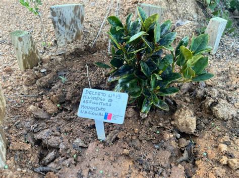 El Queule El árbol Chileno Que Convivió Con Dinosaurios Y Hoy Está En