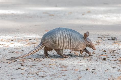9 Banded Armadillo Ball
