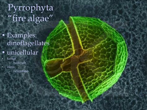 Ppt Protists Powerpoint Presentation Free Download Id5729745