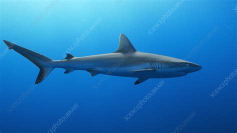 Grey Reef Shark On A Coral Reef Stock Video Clip K0115503