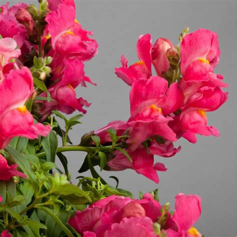 Антирринум Кенди F1 розовый (pink) каскадный однолетний Sakata семена ...