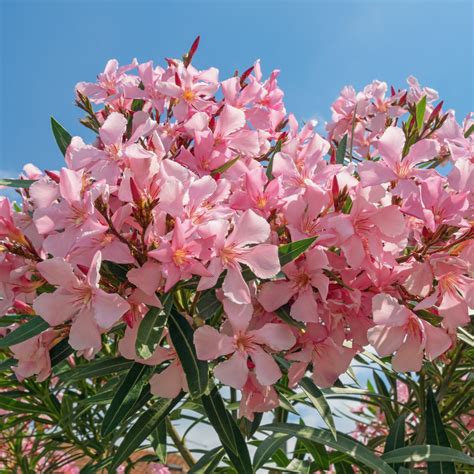 Oleander Tree Lowes Multicolor Oleander Tree Form Flowering Shrub