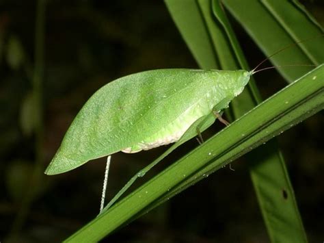 Insect Flashcards Flashcards Quizlet