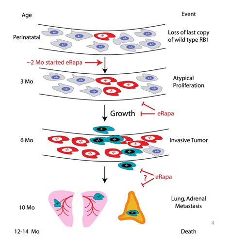 Rapamycin Extends Life Span Of Rb1 − Mice By Inhibiting Neuroendocrine Tumors Figure F3 Aging