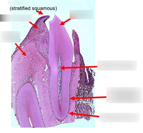 Tooth Histology