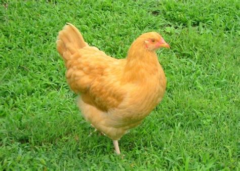 Yellow Chickens Breeds