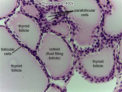 Thyroid Gland Slide Labeled Parafollicular Cells