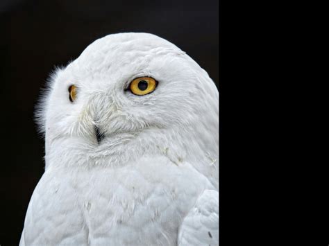 Worlds 5 Most Beautiful White Animals