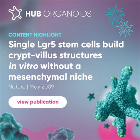 Single Lgr5 Stem Cells Build Crypt Villus Structures In Vitro Without A