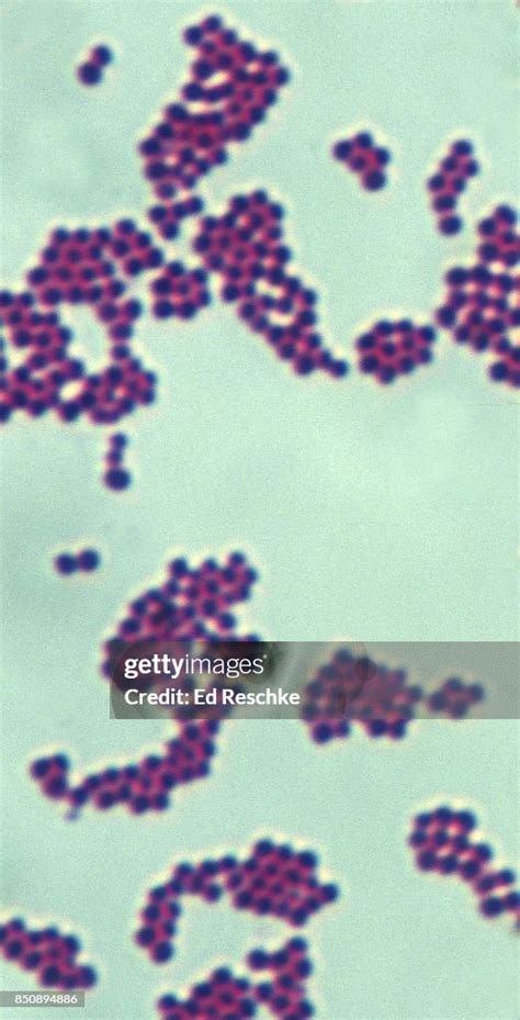 Staphylococcus Bacteria Gram Stain