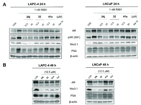 Western Blotting Analysis Of Ar And Ar Regulated Proteins After Being Download Scientific