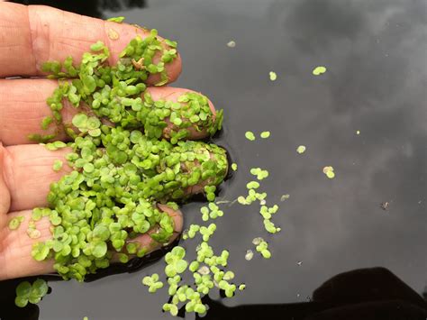 Pond Duckweed Control At Alice Maitland Blog