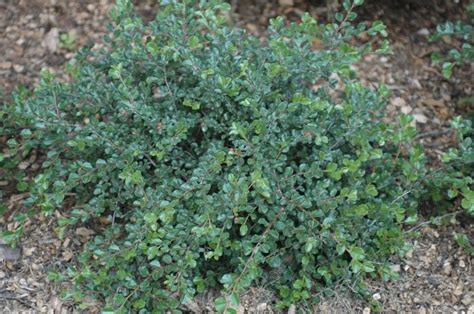 Cotoneaster Apiculatus Cranberry Cotoneaster From Johnson Farms Inc