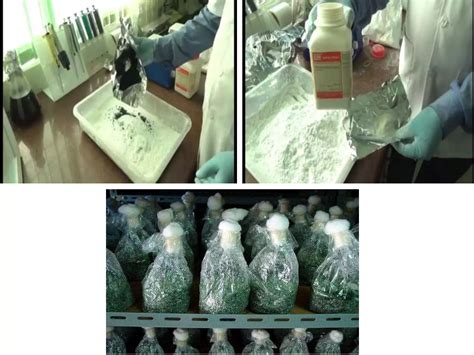 Mass Production Of Trichoderma Pptx