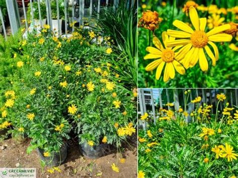 Cúc Thân Gỗ Cúc Vạn Niên Cúc Trường Thọ Cây Cảnh Việt