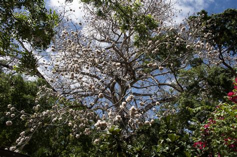 El Árbol De AlgodÓn Cotton Tree A Photo On Flickriver