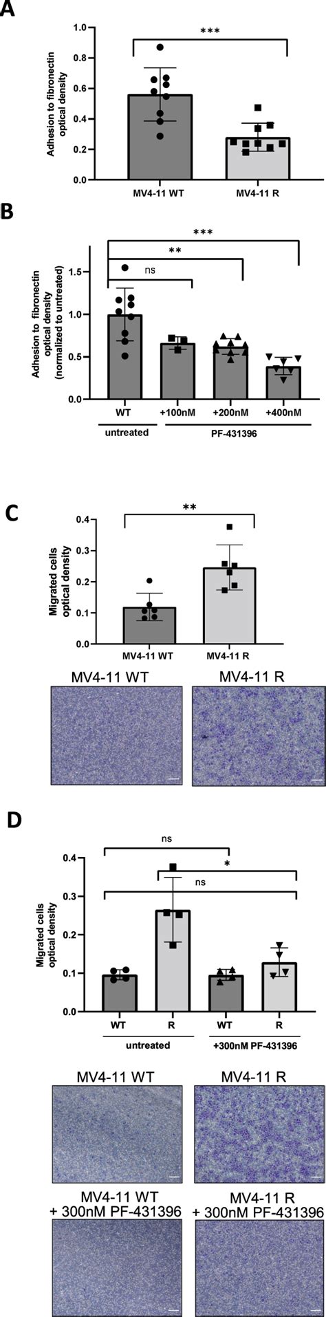Ptk2b Fak Inhibitor Pf 431396 Abolishes Enhanced Cell Migration In Download Scientific Diagram