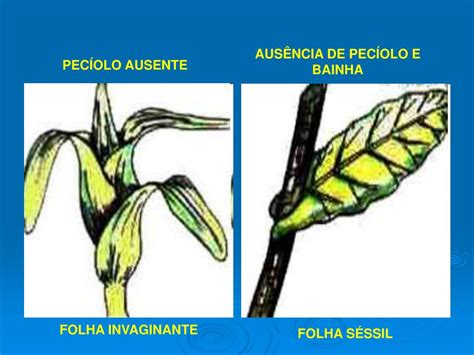 Ppt Morfologia Vegetal Ii Powerpoint Presentation Free Download Id