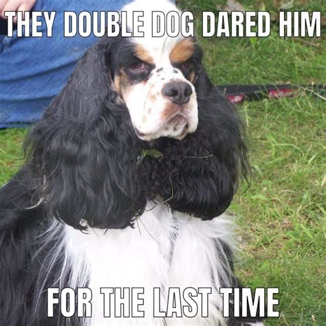 50 Cocker Spaniel Memes To Make You Bol Fidose Of Reality