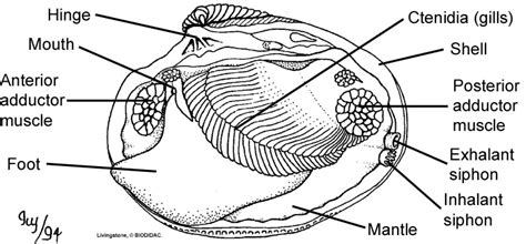 Diagram Clam Labeled Clams Bivalves Shells Valves Exploringnature Bw