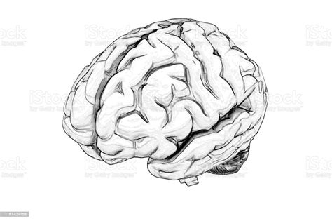 Brain Drawing Side View
