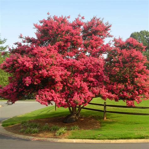 Crepe Myrtles A Southern Staple Esposito Garden Center