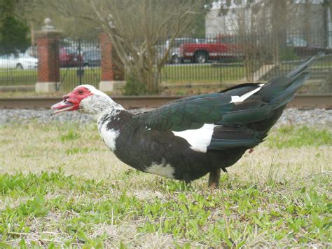 Muscovy Duck Photos And Wallpapers Collection Of The Muscovy Duck Pictures