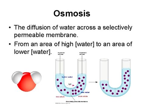 Movement Across Cell Membranes Selectively Permeable Membrane Types