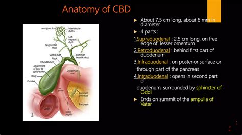 Gall Bladder And Bile Ducts With Narration Pptx