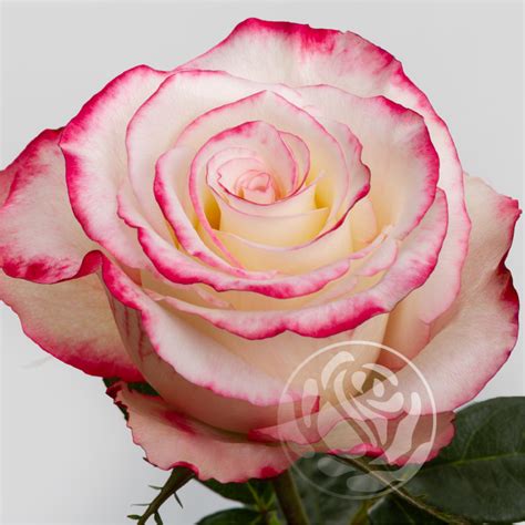 Sweetness Welyflor