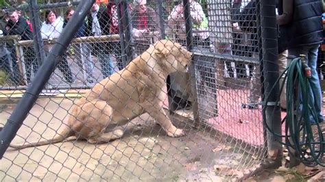 What Do You Feed A Pet Lion At Pauline Dane Blog
