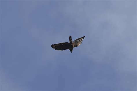 Ebird Checklist 17 Feb 2023 Marcos Highway Infanta Ph Quezon 1459045 12151404 11 Species