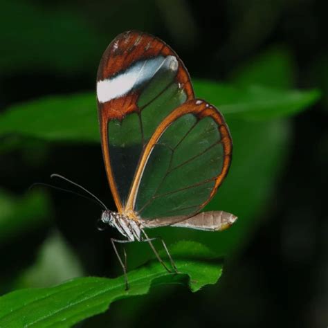 Greta Oto Butterfly Life Cycle Greta Oto By Levi Potman On Prezi