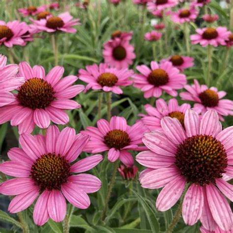 Echinacea Pixie Meadowbrite Coneflower New Blooms Nursery
