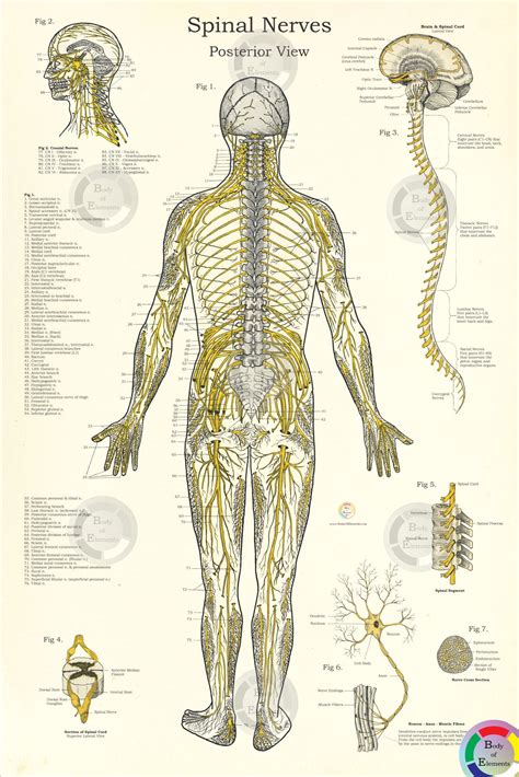 Spinal Nerves Nervous System Anatomy Poster Set Body Of Elements