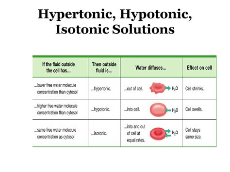 Homeostasis And Cell Transport Ppt Download