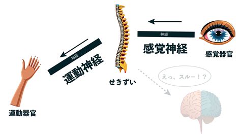 【中2理科】3分でわかる！反射の意味とは？？ Tomo