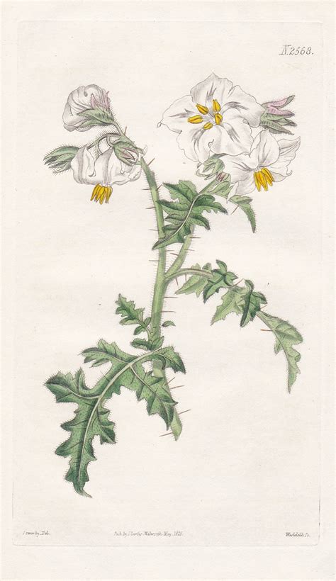 Solanum Balbisii Balbiss Nightshade 2568 South America Pflanze