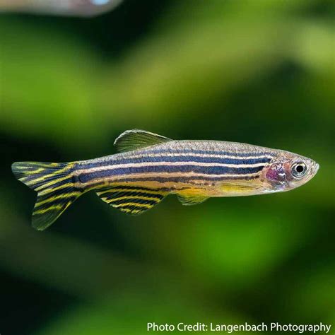 Zebra Danios Long Fin Zebra Danio Graceful Elegance For Your Aquarium