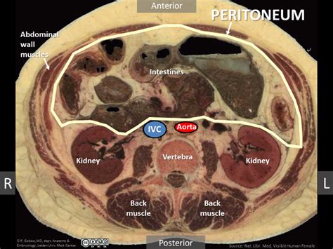 Parietal Peritoneum Location