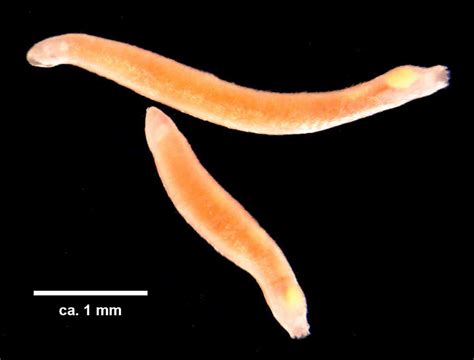 Class Aplacophora Glisten Worms Information Earth Life