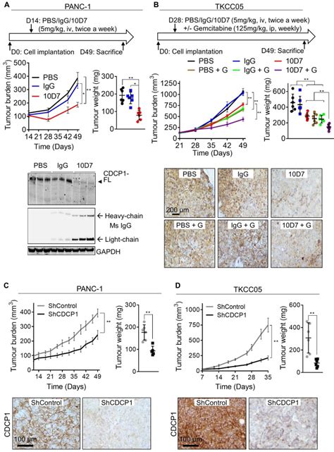 Effective Targeting Of Intact And Proteolysed Cdcp1 For Imaging And Treatment Of Pancreatic