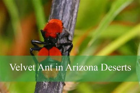 The Hidden Danger Behind Velvet Ant Venom In Arizona Deserts