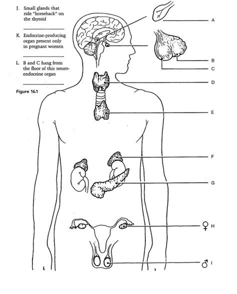 Bio 202 Lecture Exam 1 Ch 16 And 17 Diagram Quizlet