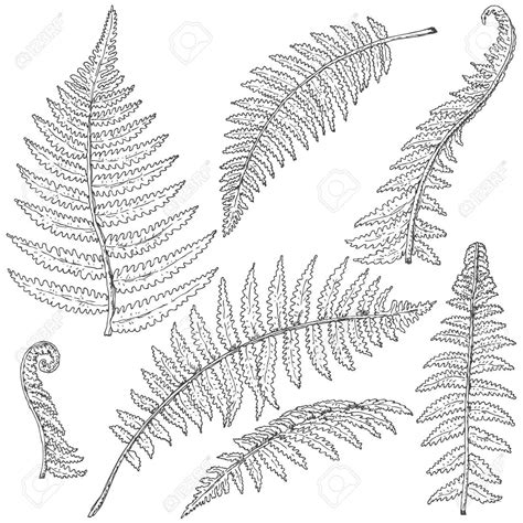 Fern Botanical Drawing At Getdrawings Free Download