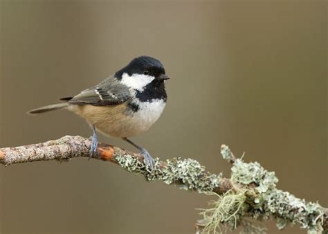 Pin On Birds I ― Maya Angelou I Know Why The Caged Bird Sings
