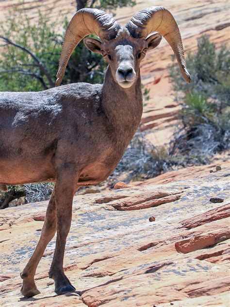 Information On Utah Wildlife Utah Guide