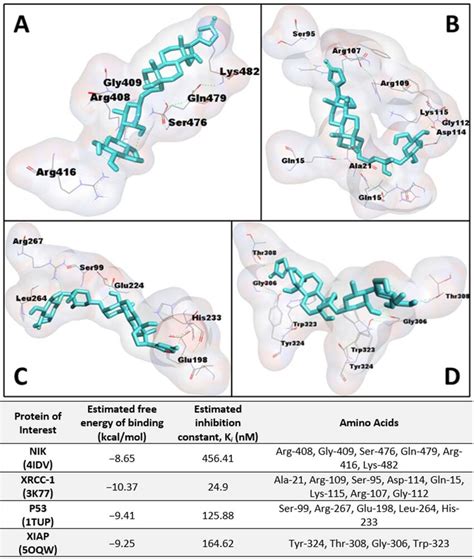 Molecular Docking With Various Noncanonical Nf κb And Parp Pathway Download Scientific Diagram