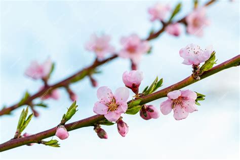 Ramas De Durazno Con Flores Rosas En El Fondo Del Cielo Foto Premium