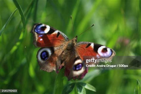 Dragar Photos And Premium High Res Pictures Getty Images